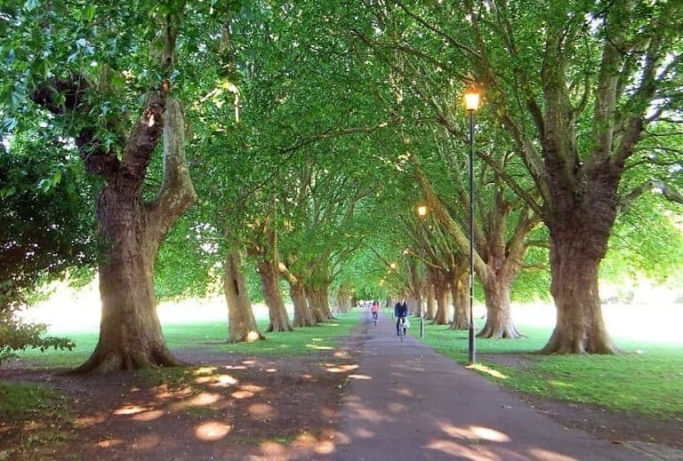 Top 5 Trees in Brooklyn and How to Care for Them | JRs Tree Service